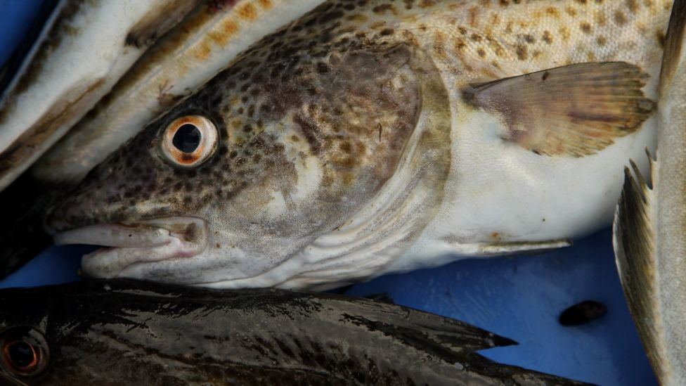 North Sea cod stocks fall to 'critical' level says Ices report - BBC News