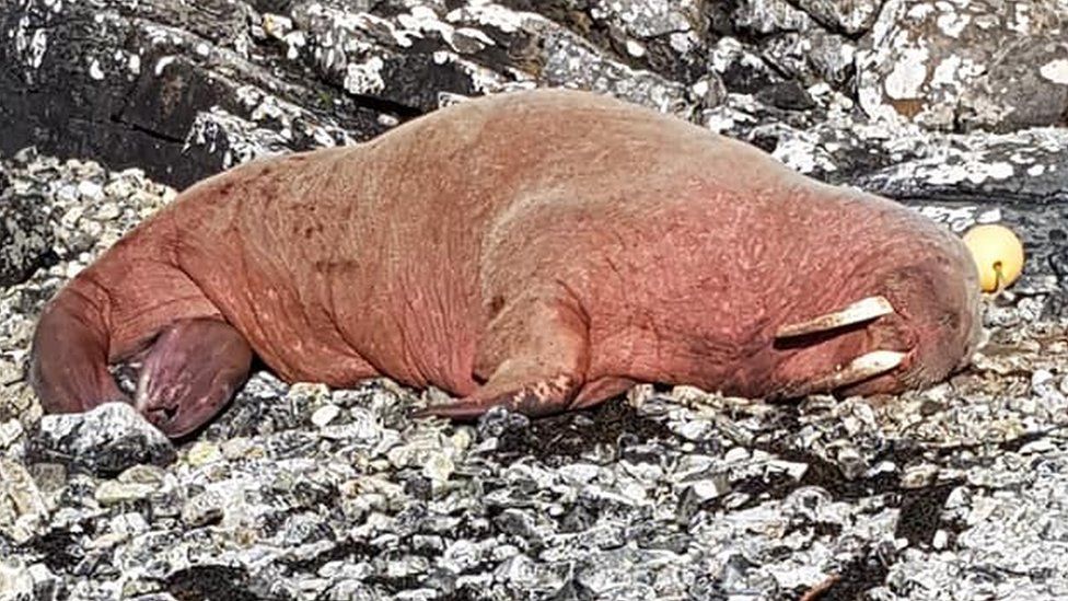 Arctic walrus 'Wally' spotted on Isle of Harris - BBC News