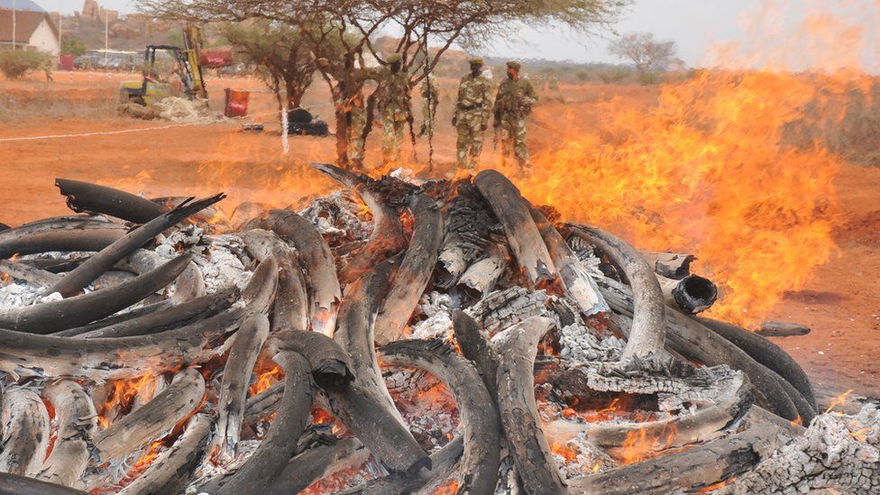 Kenya's ivory inferno: Does burning elephant tusks destroy them? - BBC News