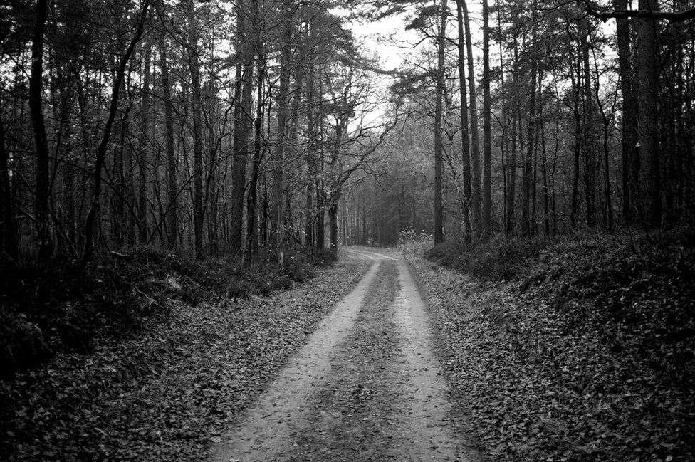 The Silent Forest - BBC News