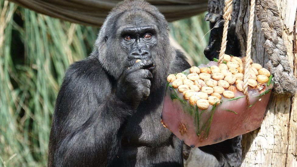 Heatwave: How do animals keep cool in the heat? - BBC Newsround