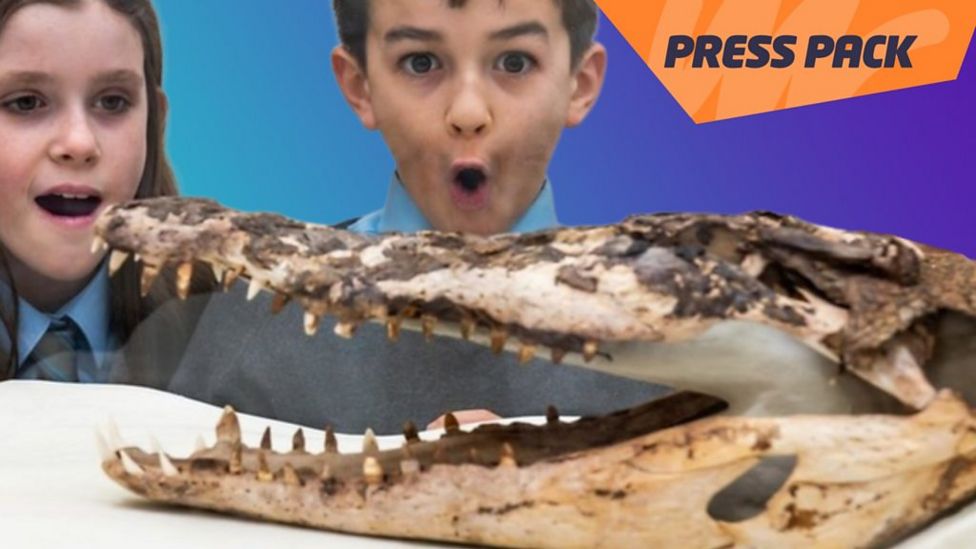 An ancient croc-like creature has been discovered - BBC Newsround