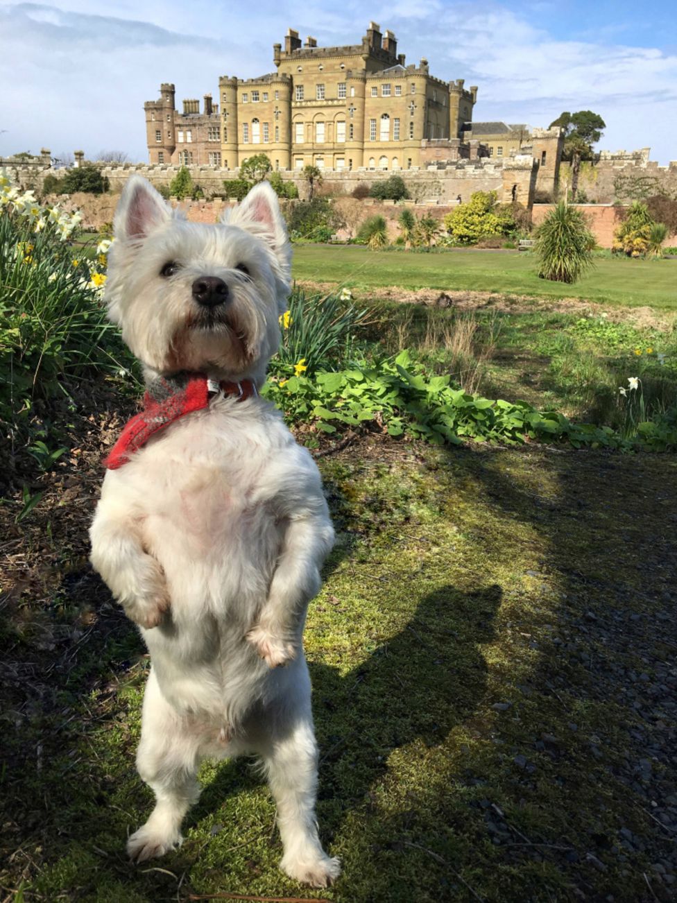 Meet Scotland's 'most well-travelled dog' - BBC News