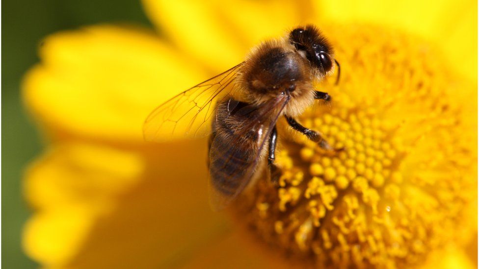 New populations of rare bees found in Cornwall - BBC News