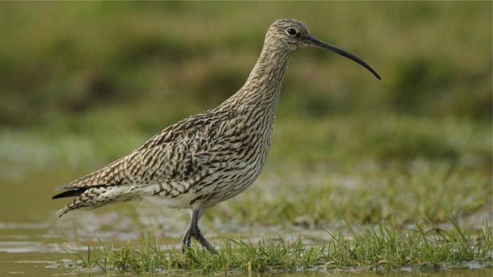 Lough Neagh scheme launched to improve habitat for protected birds ...