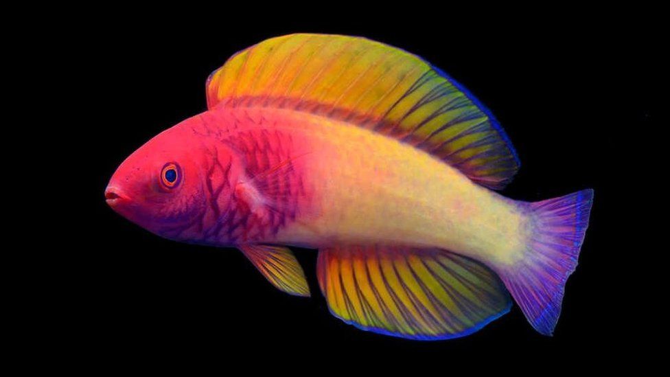 Check out this incredible rainbow fish! - BBC Newsround