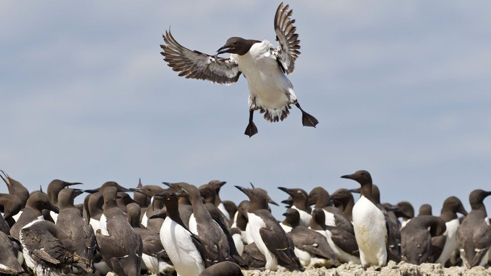 Long-lived guillemot found on Isle of Canna - BBC News