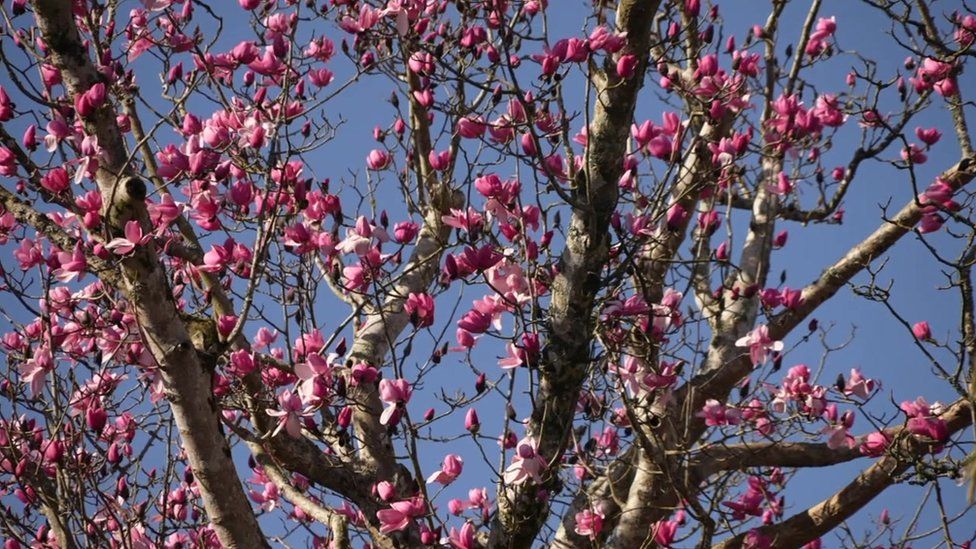 Cookworthy Knapp trees lit up pink to mark coming of spring - BBC News