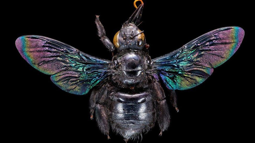 'Cool' insect photos in Leeds to inspire girls into science - BBC News