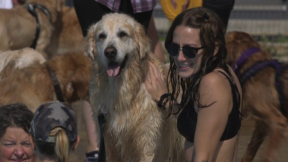 Dogtember: More than 100 dogs take over Saltdean Lido in Brighton - BBC Newsround