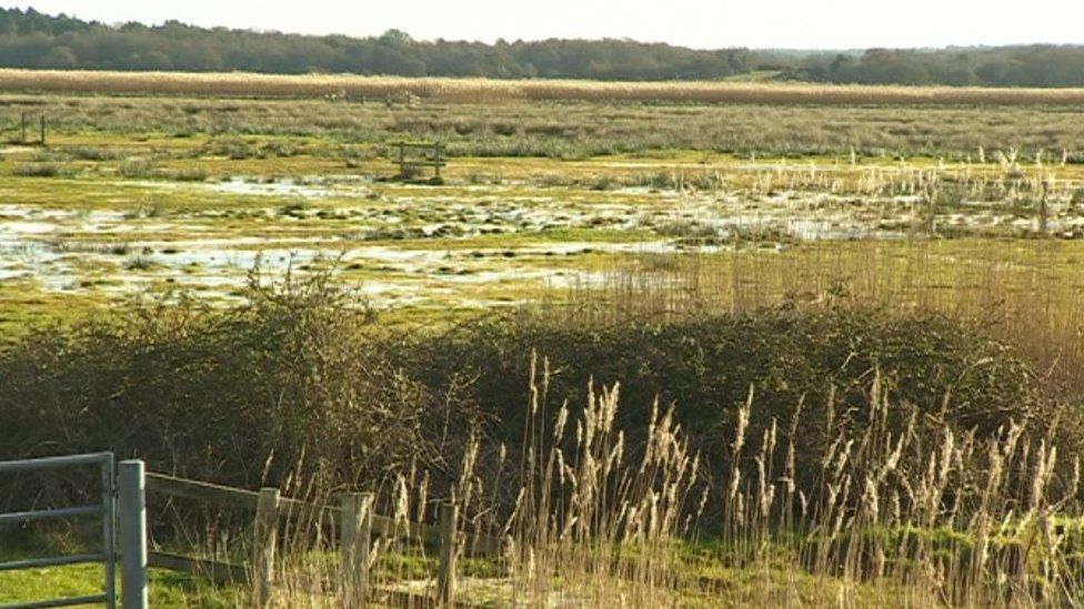Flood risk fears over Arne Moors wetland plans - BBC News