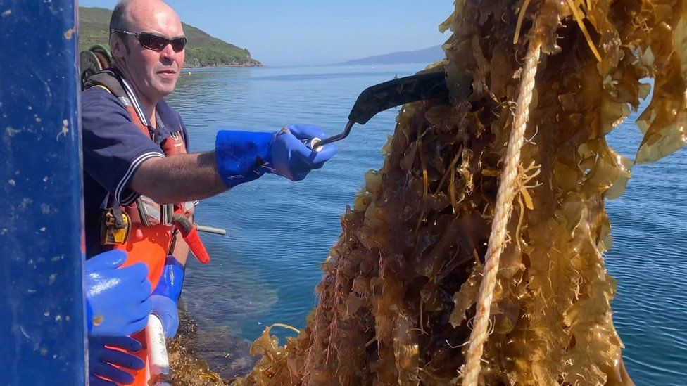 The seaweed farmers with high hopes for their harvest - BBC News