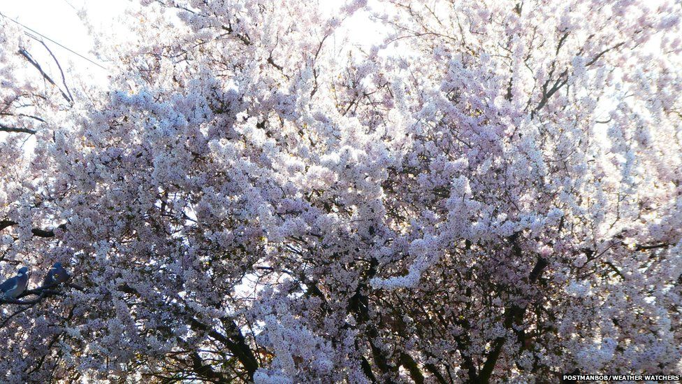 Your photos as spring begins - BBC Weather