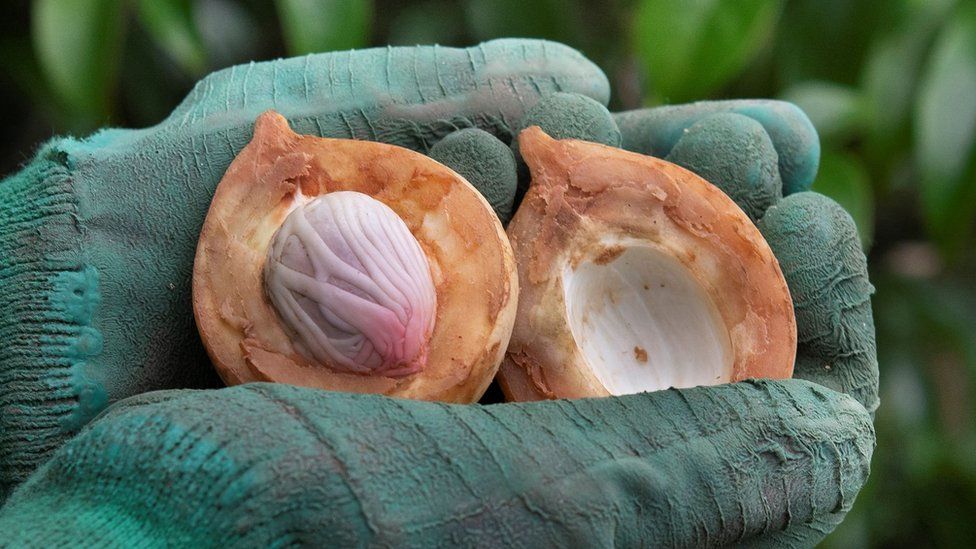 British apricot growers say they expect to harvest record amounts - BBC ...