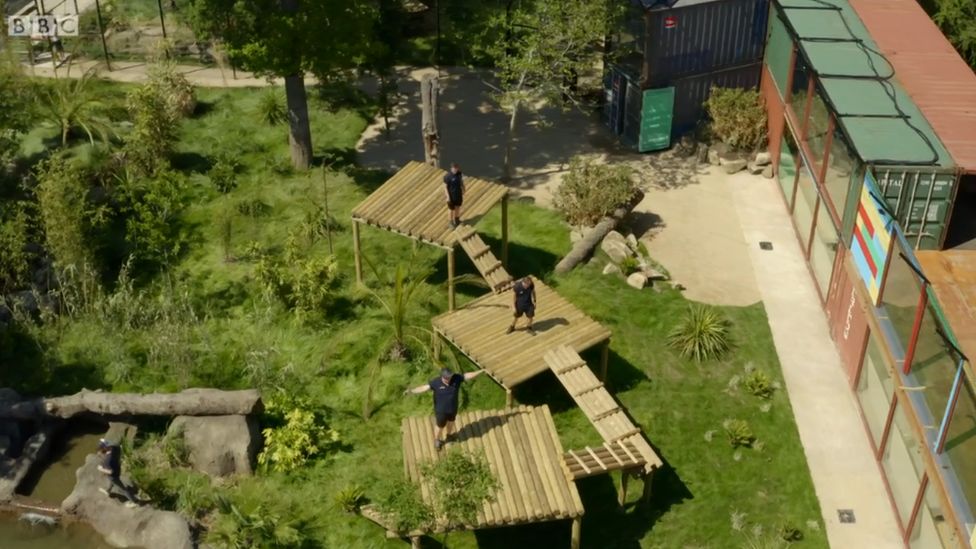 'First of its kind' tiger habitat opens at Paradise Wildlife Park - BBC ...