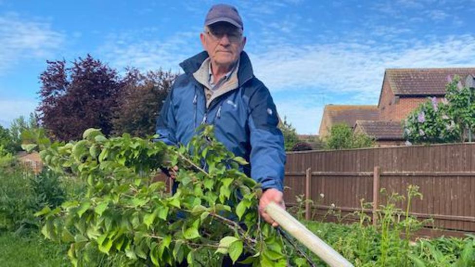 Residents' upset as trees destroyed by vandals - BBC News