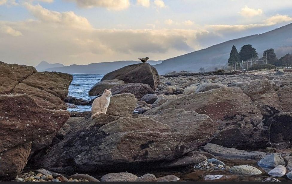 Hunt for Arran seal sculpture washed away in storm - BBC News