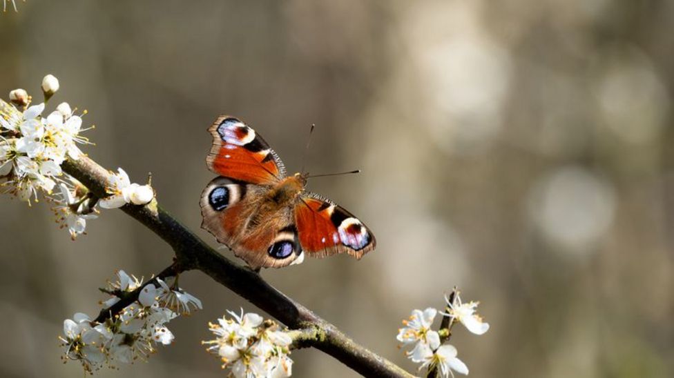 Big Butterfly Count 2024: How to get involved - BBC Newsround