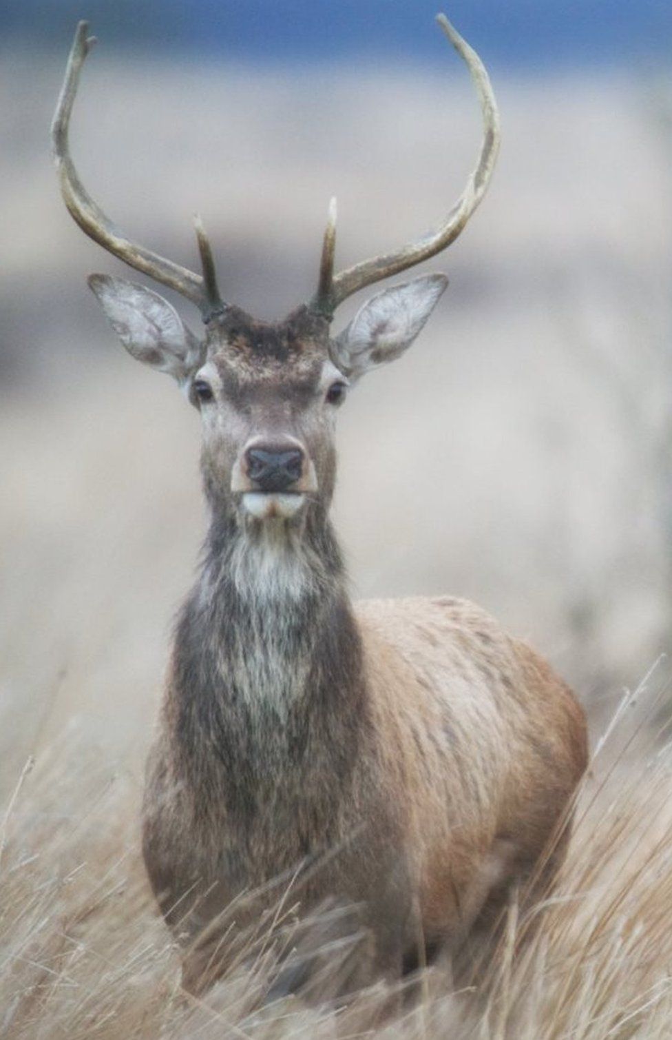 Villager Jim opposes Peak District deer cull - BBC News