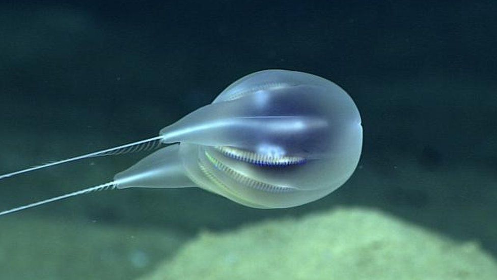 Sealife: New species of deep-sea jelly discovered near Puerto Rico ...
