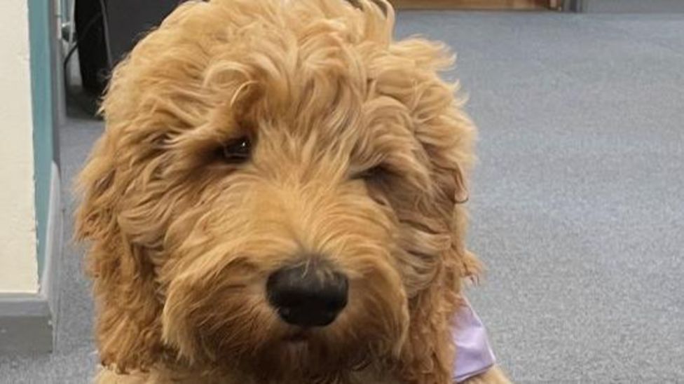 Eating disorders therapy dog puts patients at ease in Northampton - BBC ...