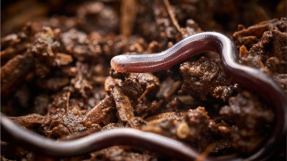 Meet the tiny baby Pygmy Marmosets and other tiny animals - BBC Newsround