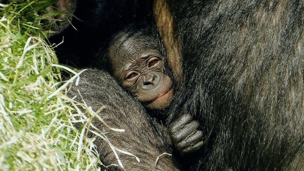 Twycross Zoo celebrates birthday of first UK bonobo since 2019 - BBC News