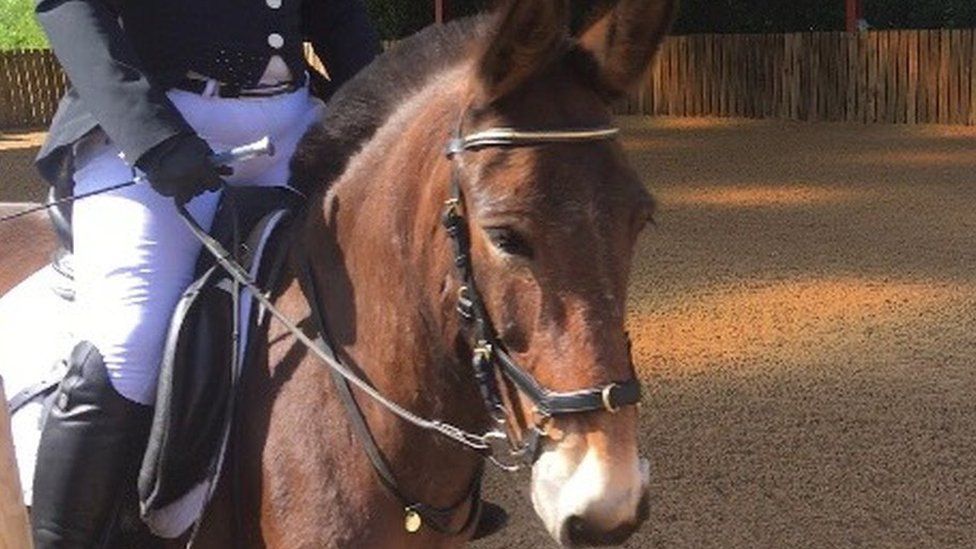 Wallace the mule wins first dressage event - BBC News