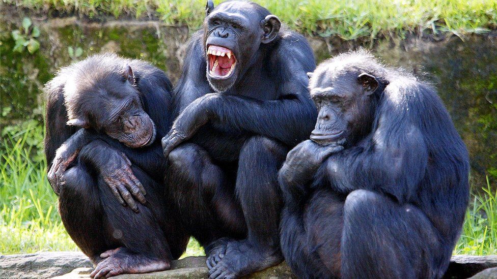 What politicians can learn from chimps - BBC News