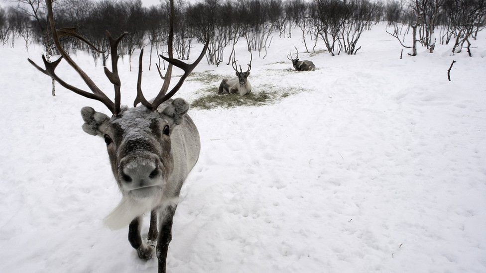 Why reindeer are more amazing than you might think - BBC Newsround