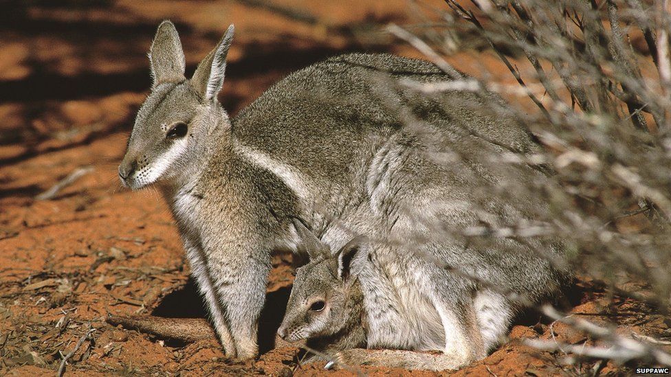 'Rewilding' may rescue vulnerable Australian animals - BBC News