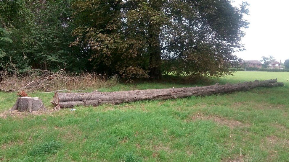 Slough tree cutting 'mystery' in Upton Court Park - BBC News
