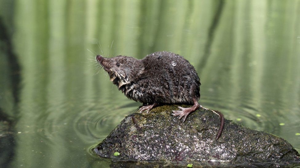 Water shrews: Scientist discover how they breathe and hunt underwater ...