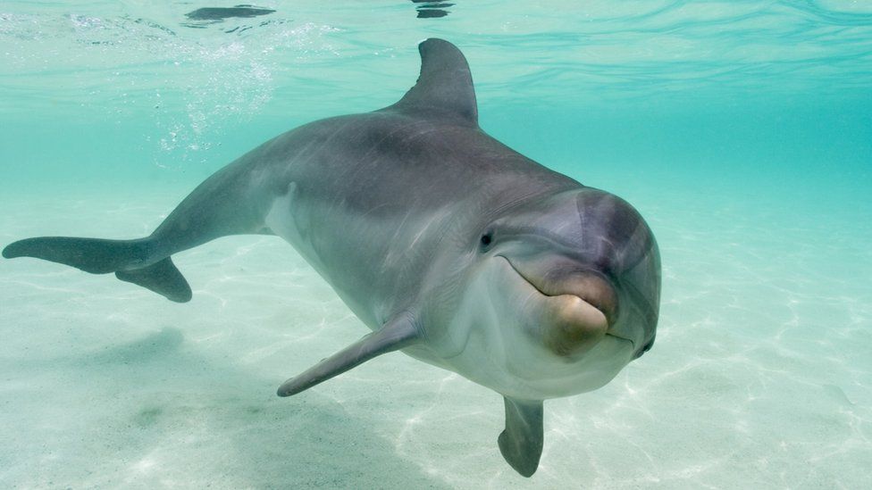 Dolphins: Study finds humans share personality traits with dolphins ...