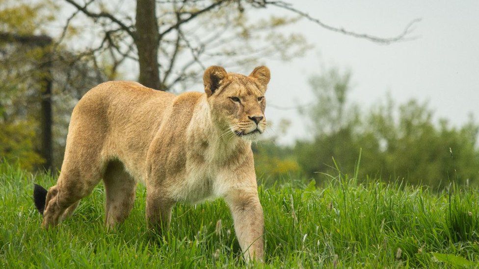 Lionesses to help bring new era of conservation at Whipsnade Zoo - BBC ...