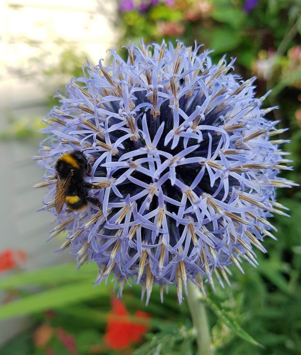 Your pictures of Scotland: 21 - 27 July - BBC News