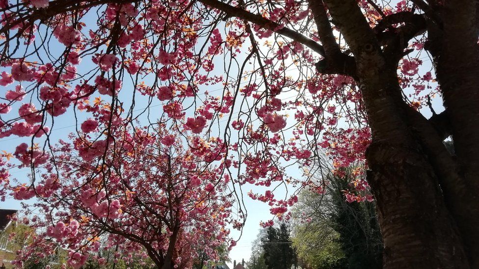 In pictures: Spring blossoms across the UK - BBC Weather