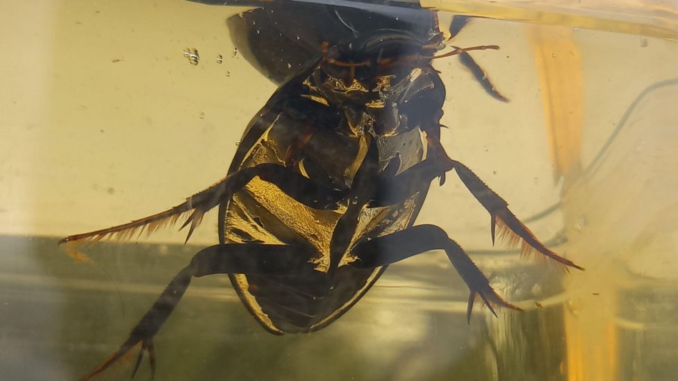 Water beetle species rediscovered after 86 years - BBC News