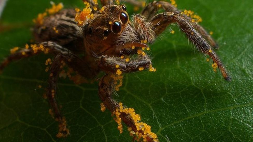 Meet the spiders who like to eat plants - BBC Newsround