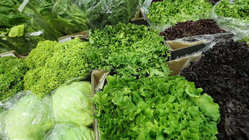 The world's first floating farm making waves in Rotterdam - BBC News