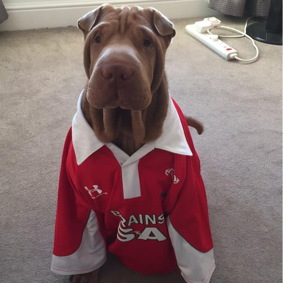 In Pictures: Wales v South Africa - BBC News