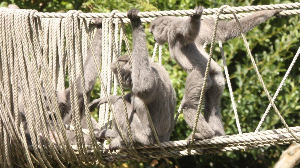 Curraghs Wildlife Park staff delighted by rare gibbon birth - BBC News