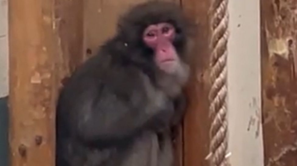 Monkey that escaped from Kincraig park moved to Edinburgh Zoo - BBC News