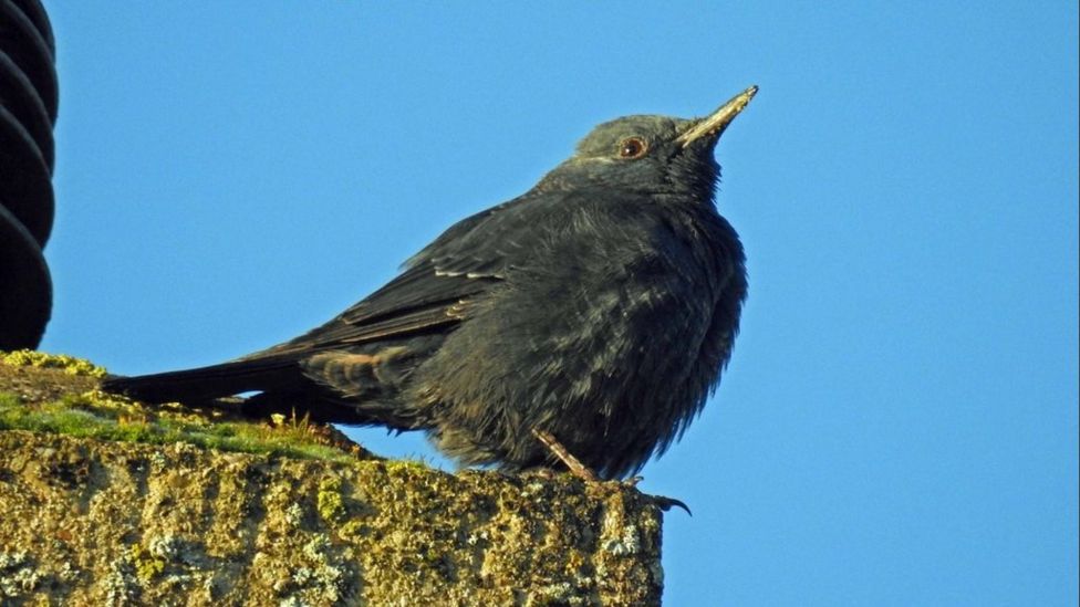 Cotswold sighting of rare blue rock thrush raises thousands for charity ...