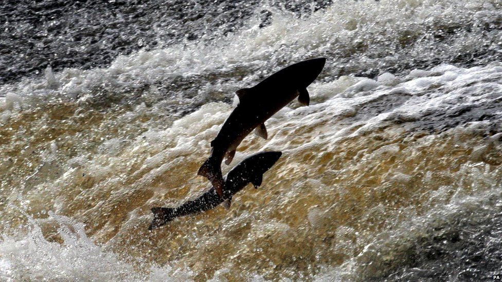 Can animals really predict the weather? - BBC Newsround