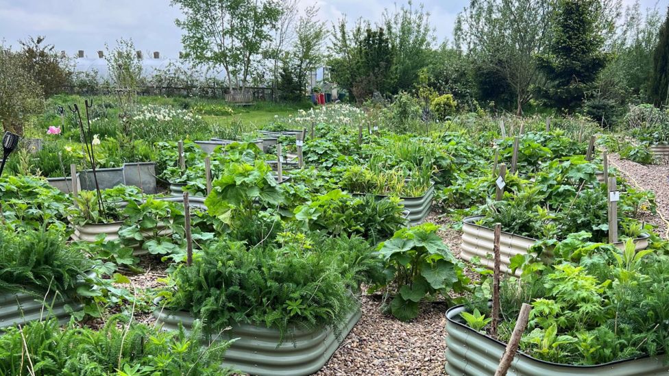 Flooding in the garden 'shows need to work with nature' - BBC News