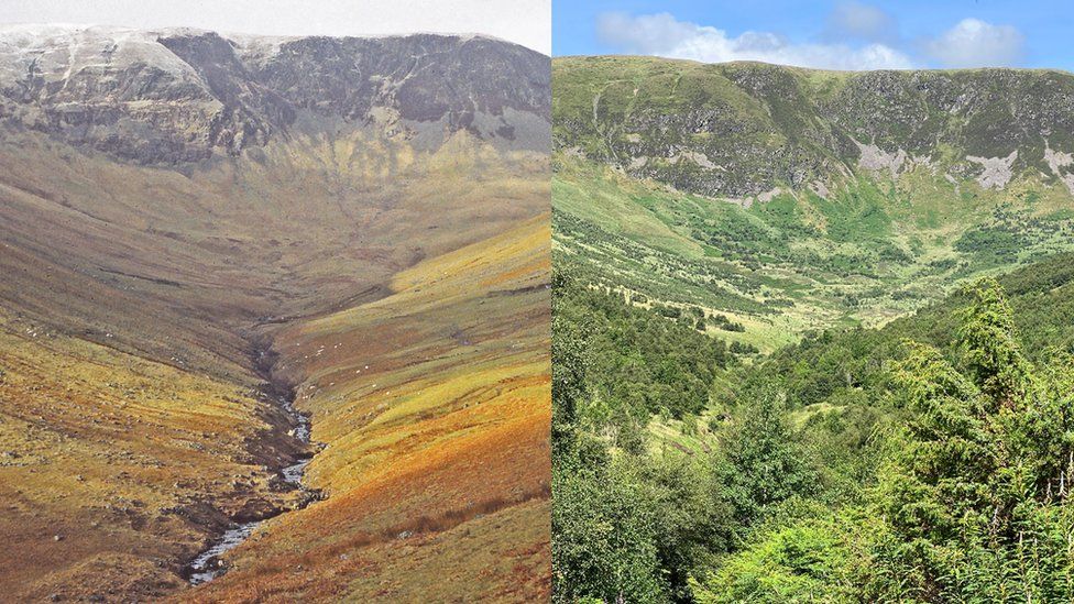 Carrifran: How has rewilding changed this landscape in Scotland? - BBC ...