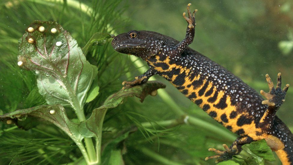New ponds to encourage Great Crested Newts in Dorset - BBC News