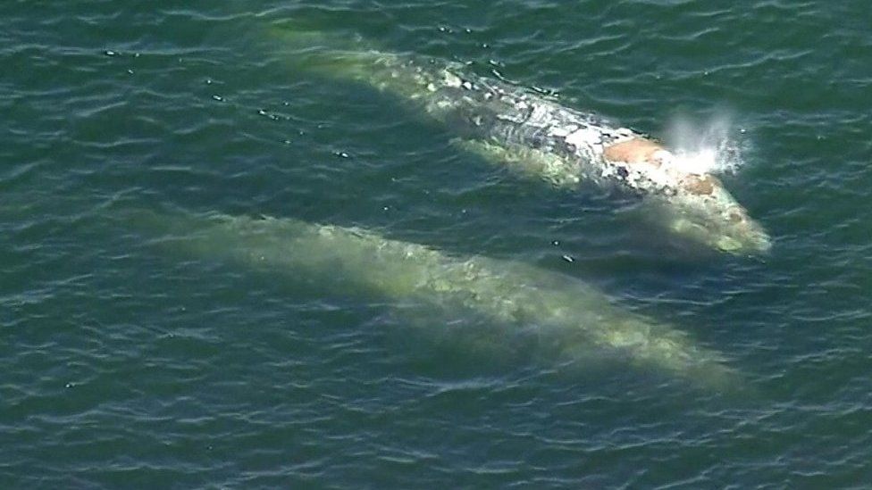 What is whaling and why's it controversial? - BBC Newsround