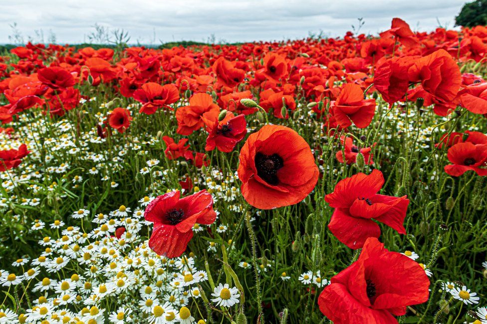 England's Big Picture: 28 June - 4 July - BBC News